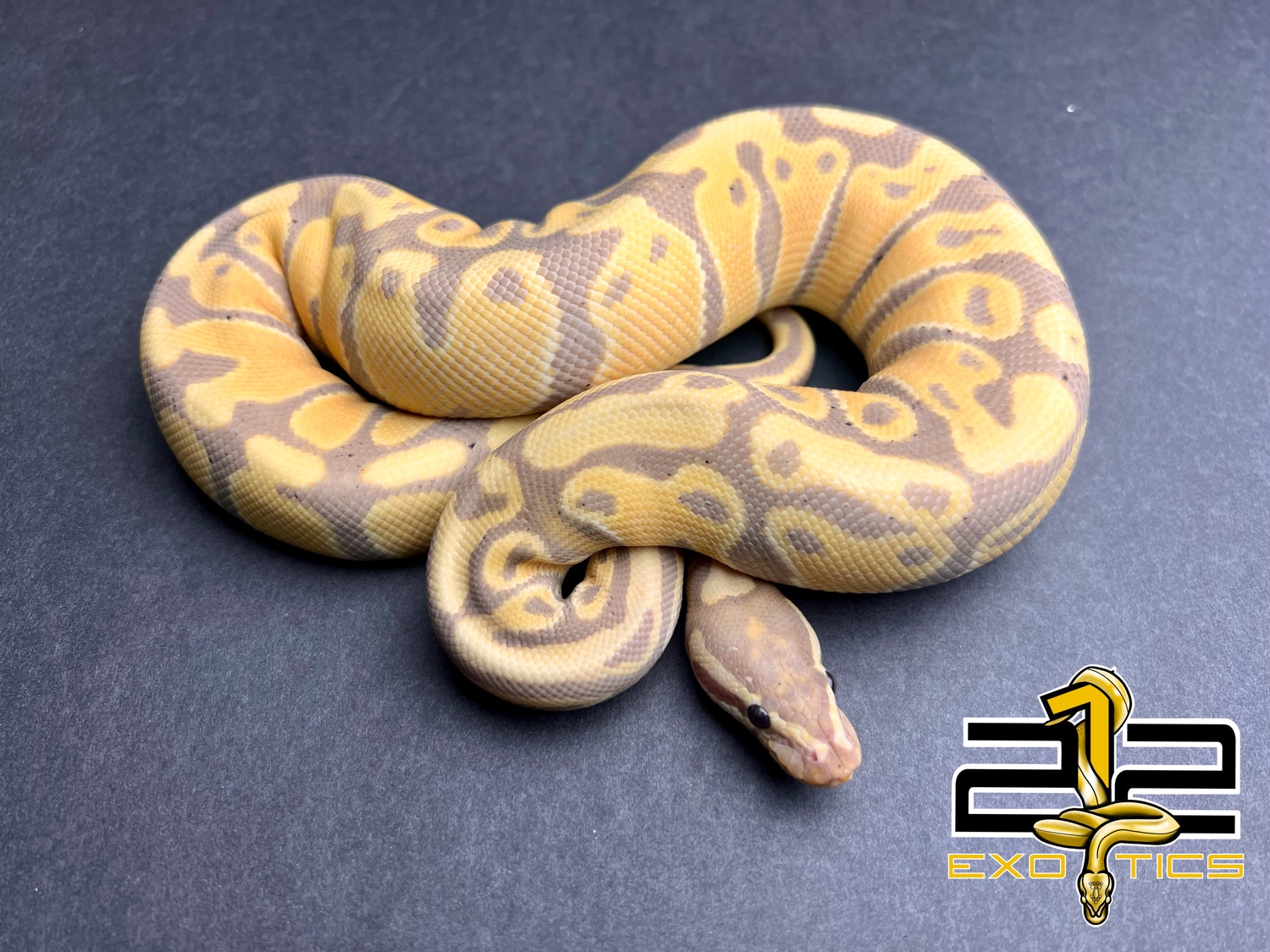 Banana DH Clown Pied Ball Python by 212 Exotics - MorphMarket