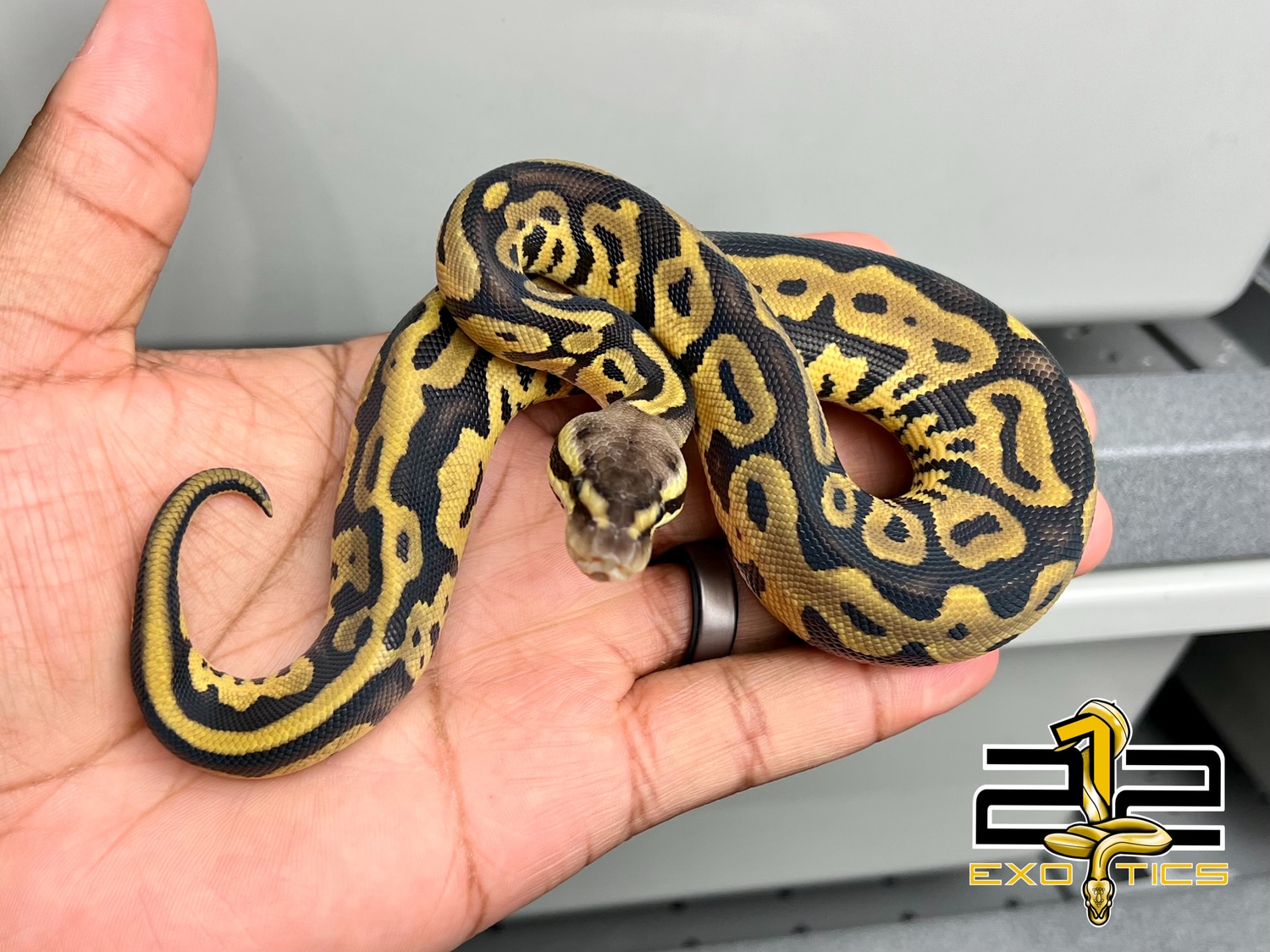 Pastel Leopard 66% Het Clown Ball Python by 212 Exotics - MorphMarket