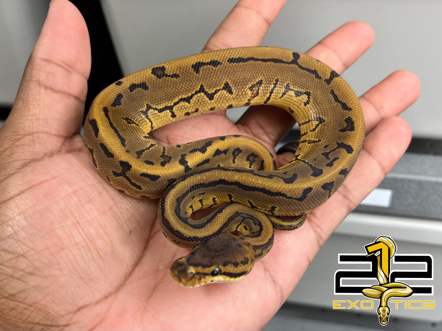 Leopard Pinstripe 100% Het Desert Ghost 66% Het Clown 50% Het Hypo Ball ...