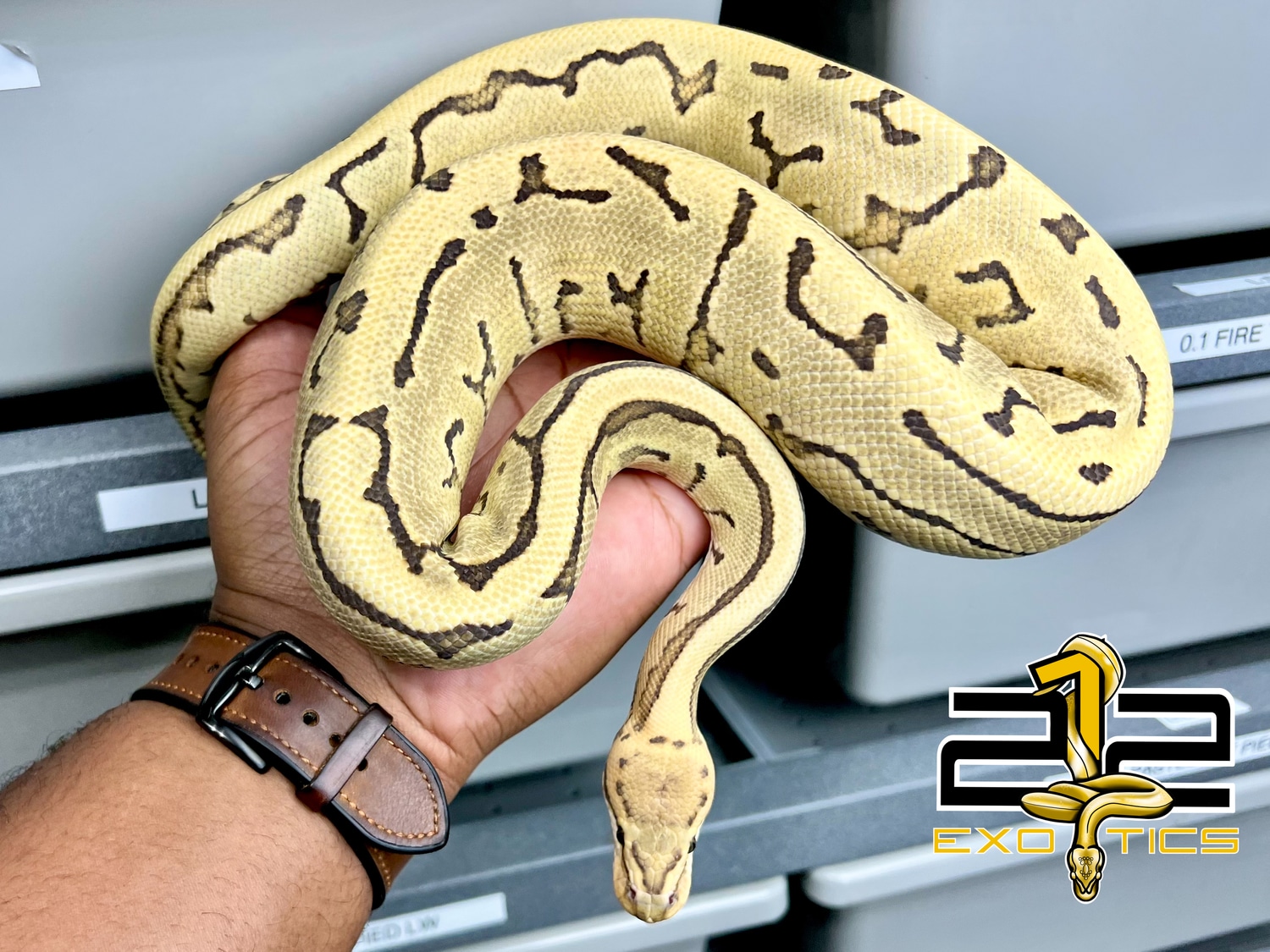 Leopard Pinstripe Desert Ghost 100% DH Hypo Clown Ball Python by 212 ...