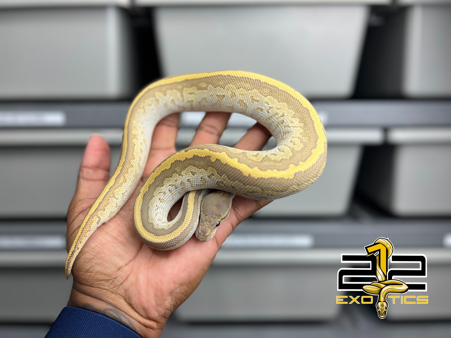 Hypo Pinstripe Mojave Pos Blackhead Het Desert Ghost 50% Het Clown Ball ...
