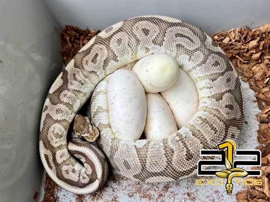 HGW HRA Lucifer Breeder Ball Python by 212 Exotics