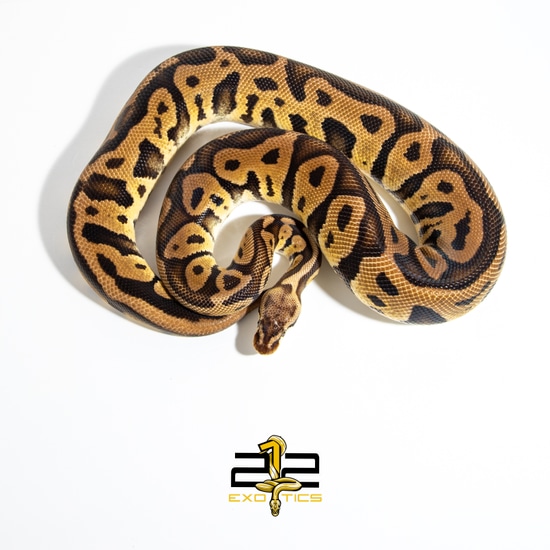 Het Batman Combo Ball Python by 212 Exotics