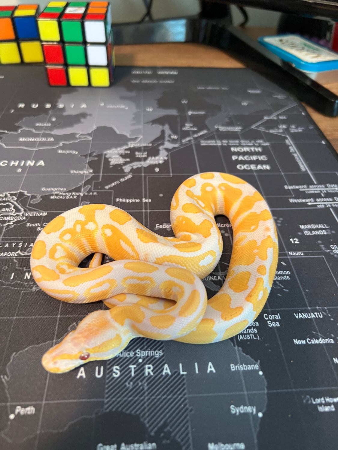 Lavender Albino Ball Python by It's Reptiles - MorphMarket