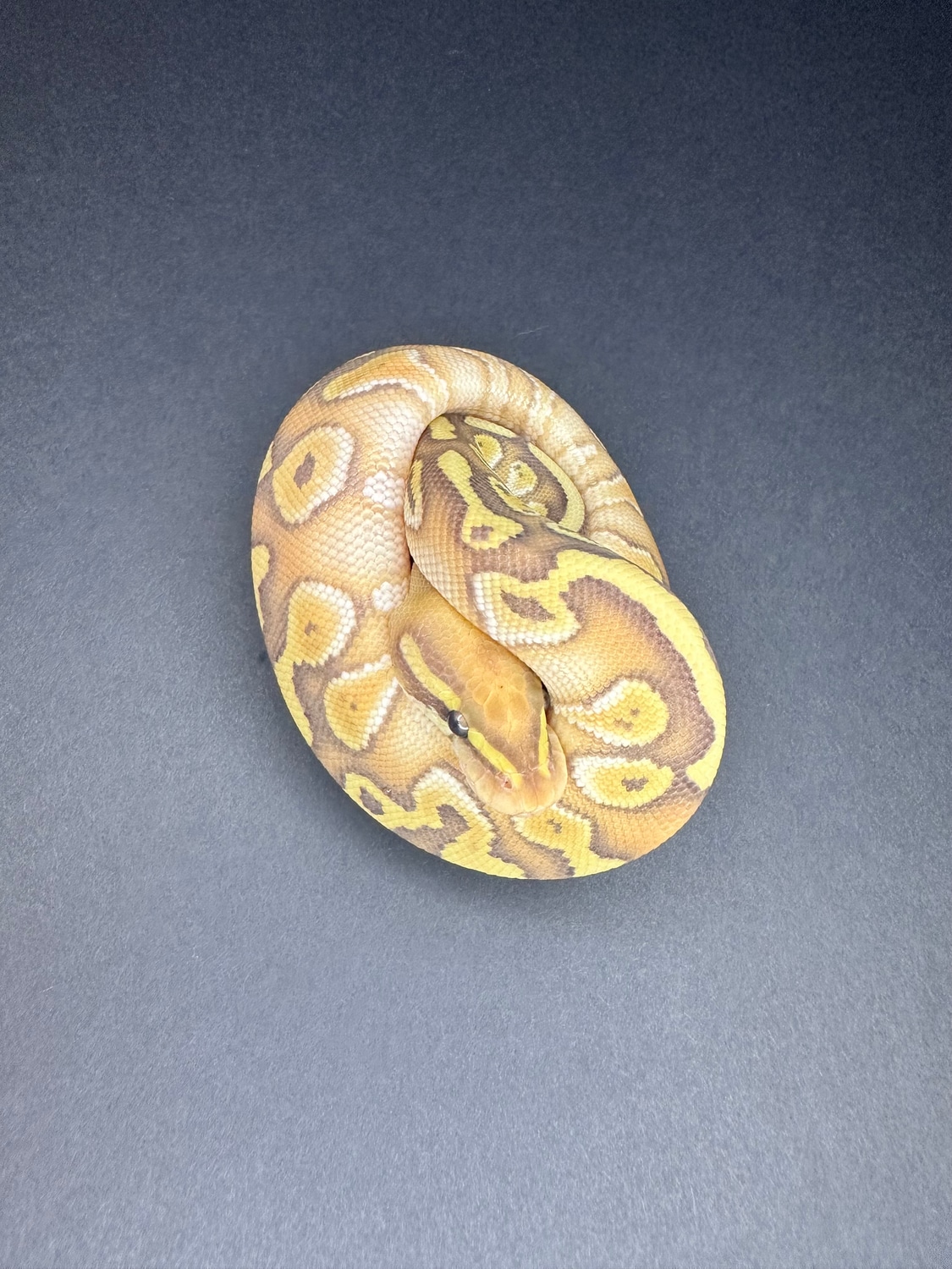 Banana Lesser 66% Het Piebald 50% Het Desert Ghost Ball Python by It's ...