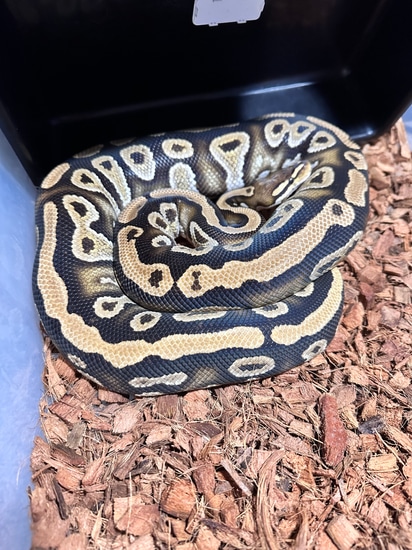 RTB Cypress Het Clown Ball Python by It's Reptiles