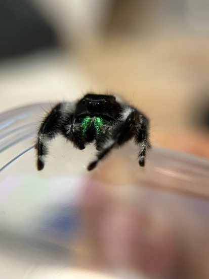 Jumping Spiders Phiddipus Regius Captive Bred by Itsy Bitsy Friends