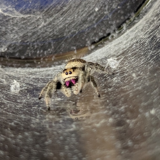 Gravid Mature Female Regius Jumping Spider by Itsy Little Things