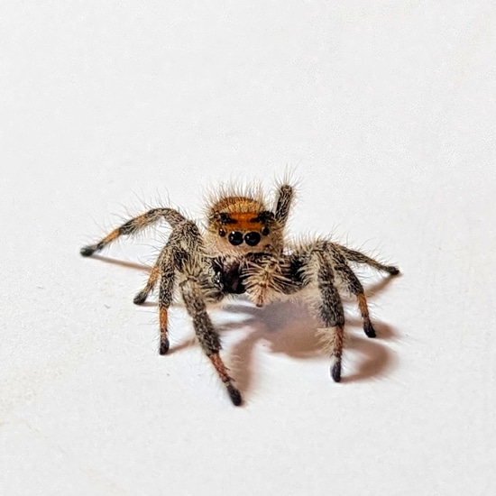 GRAVID Female Regal Jumping Spider Orange Phase True Spider by Itsy ...