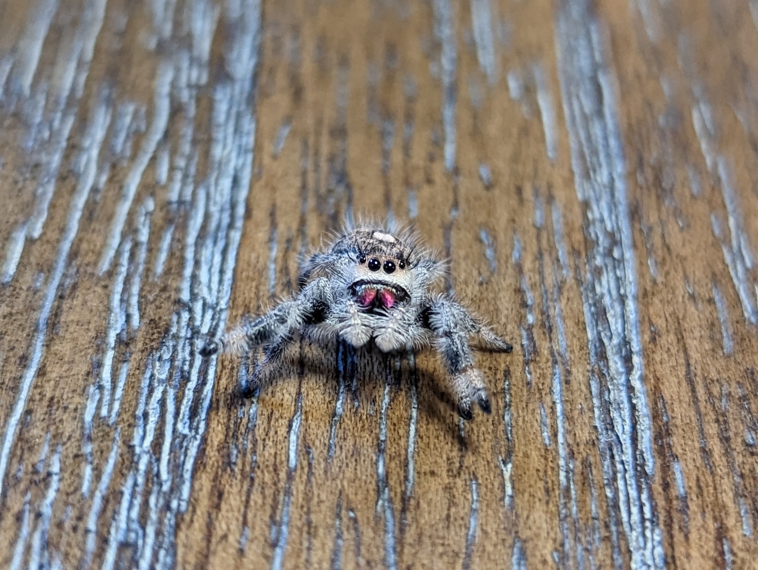 Regius Female Jumping Spider True Spider by Itsy Little Things ...