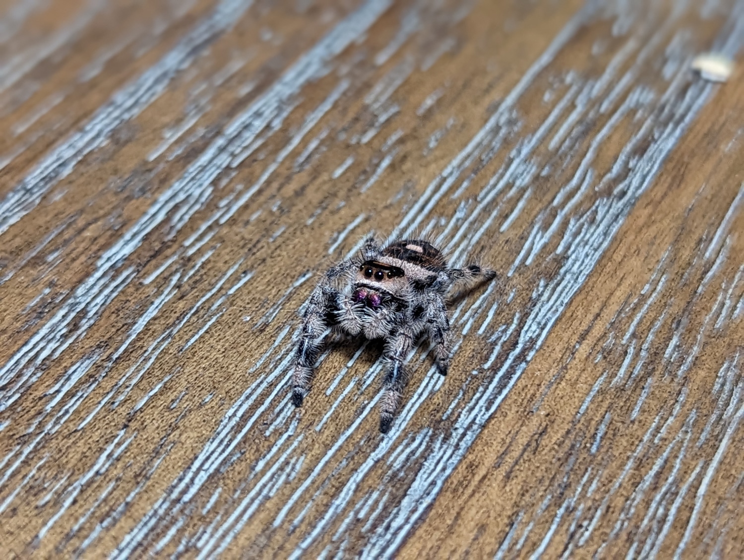 Regius Female Jumping Spider True Spider by Itsy Little Things ...