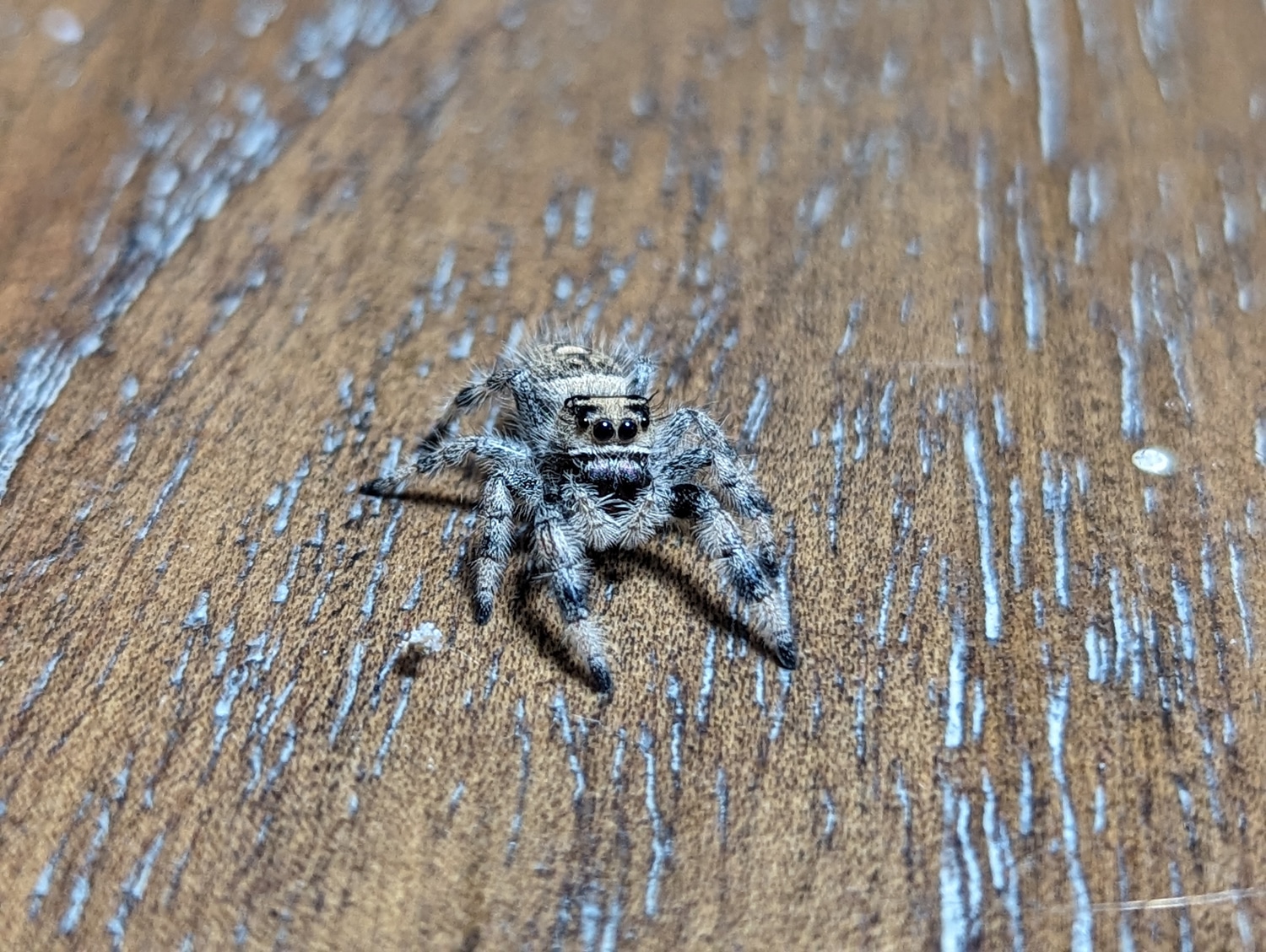 Regius Female Jumping Spider True Spider by Itsy Little Things ...