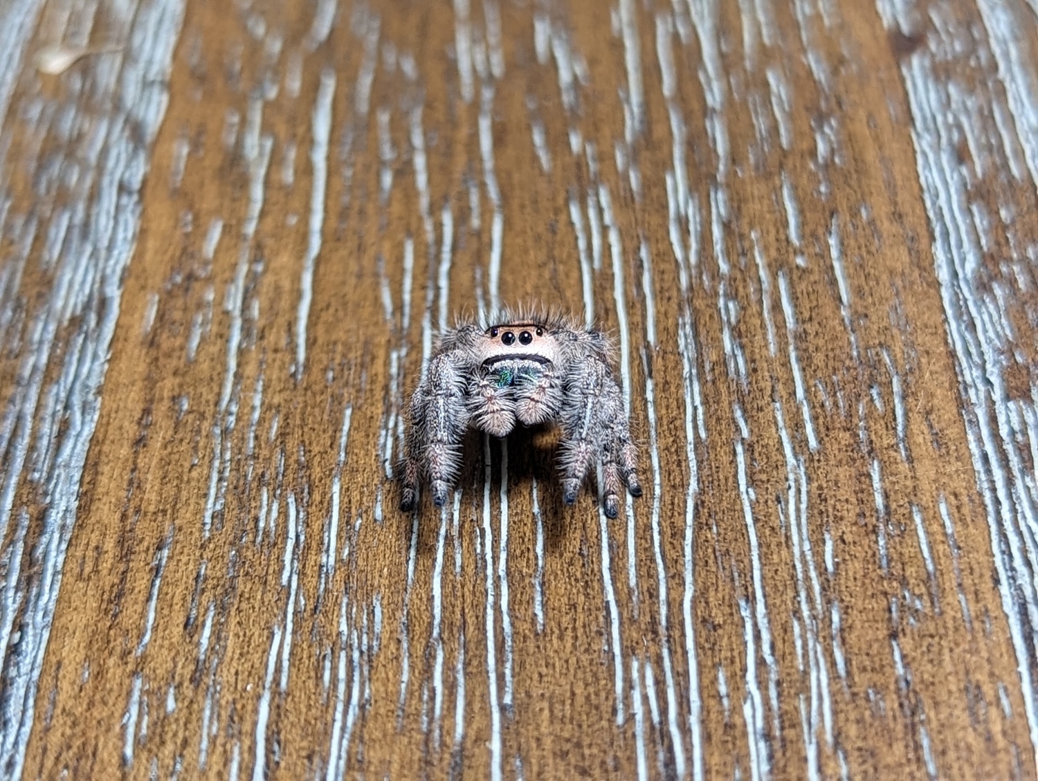 Female Regius Jumping Spider True Spider by Itsy Little Things ...