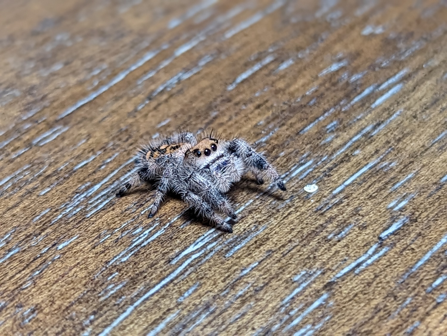 Female Regius Jumping Spider True Spider by Itsy Little Things ...