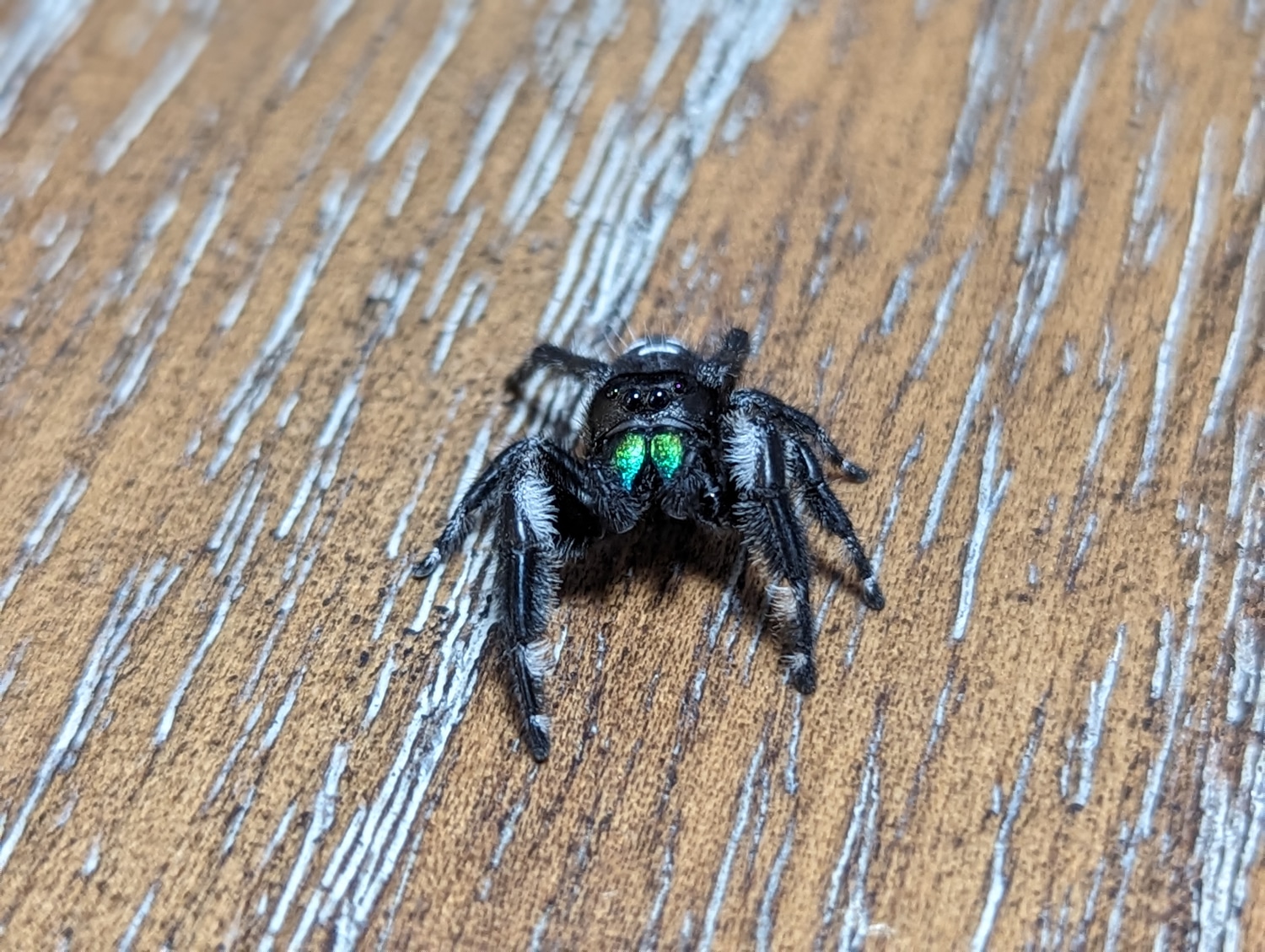 Regius Male Jumping Spider True Spider by Itsy Little Things - MorphMarket