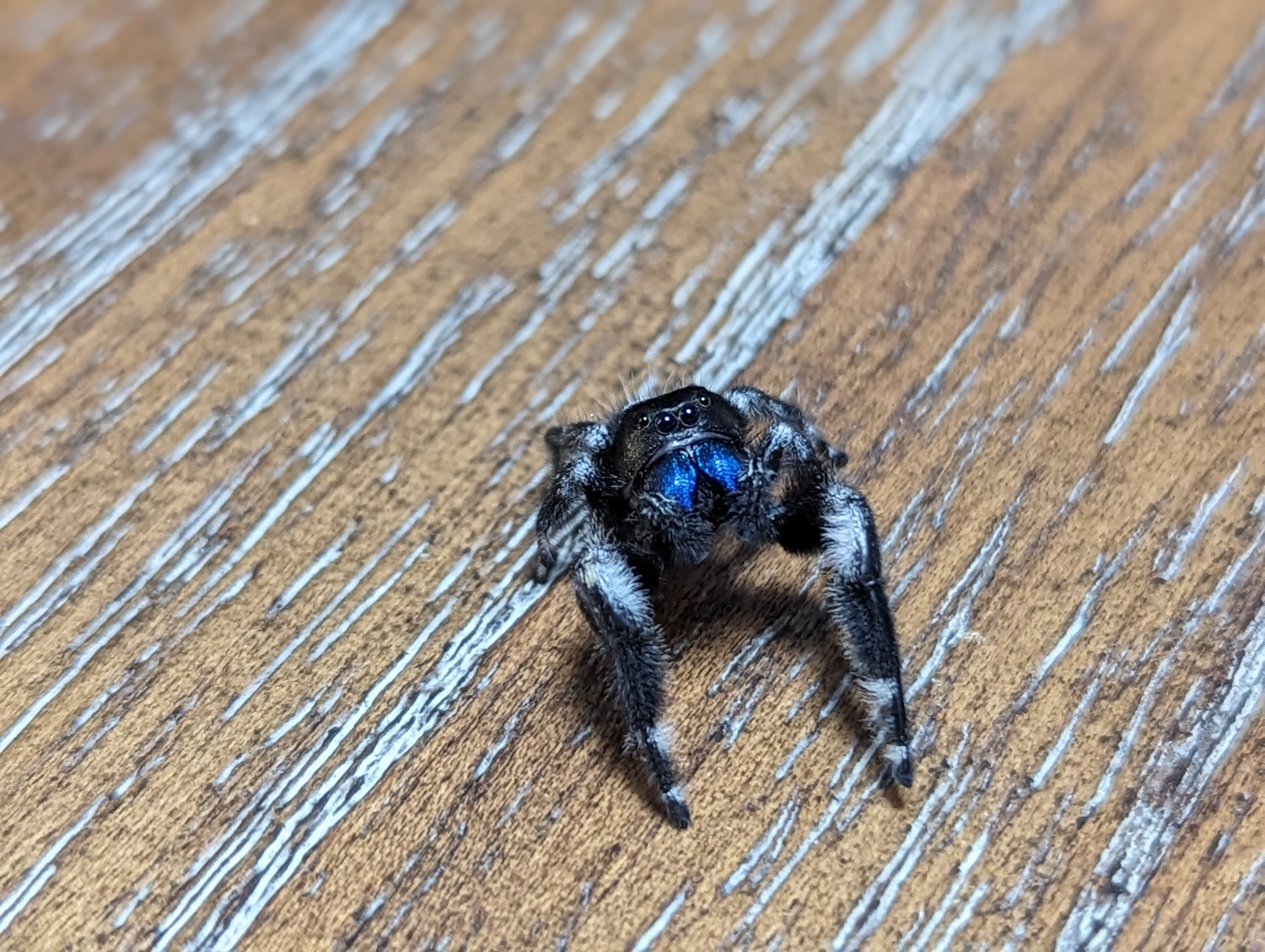Regius Male Jumping Spider True Spider by Itsy Little Things - MorphMarket