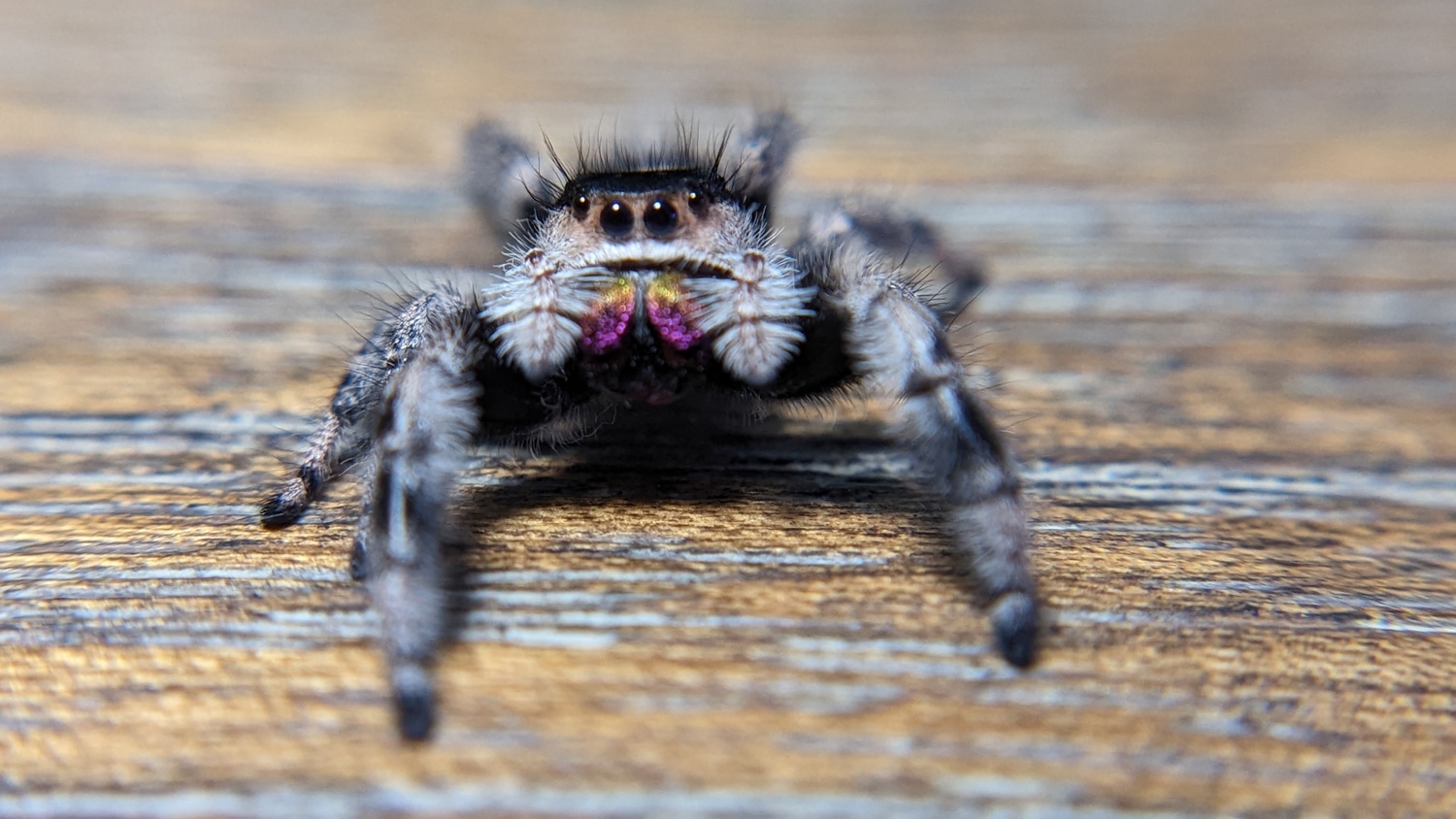 Regius Female Jumping Spider True Spider by Itsy Little Things ...