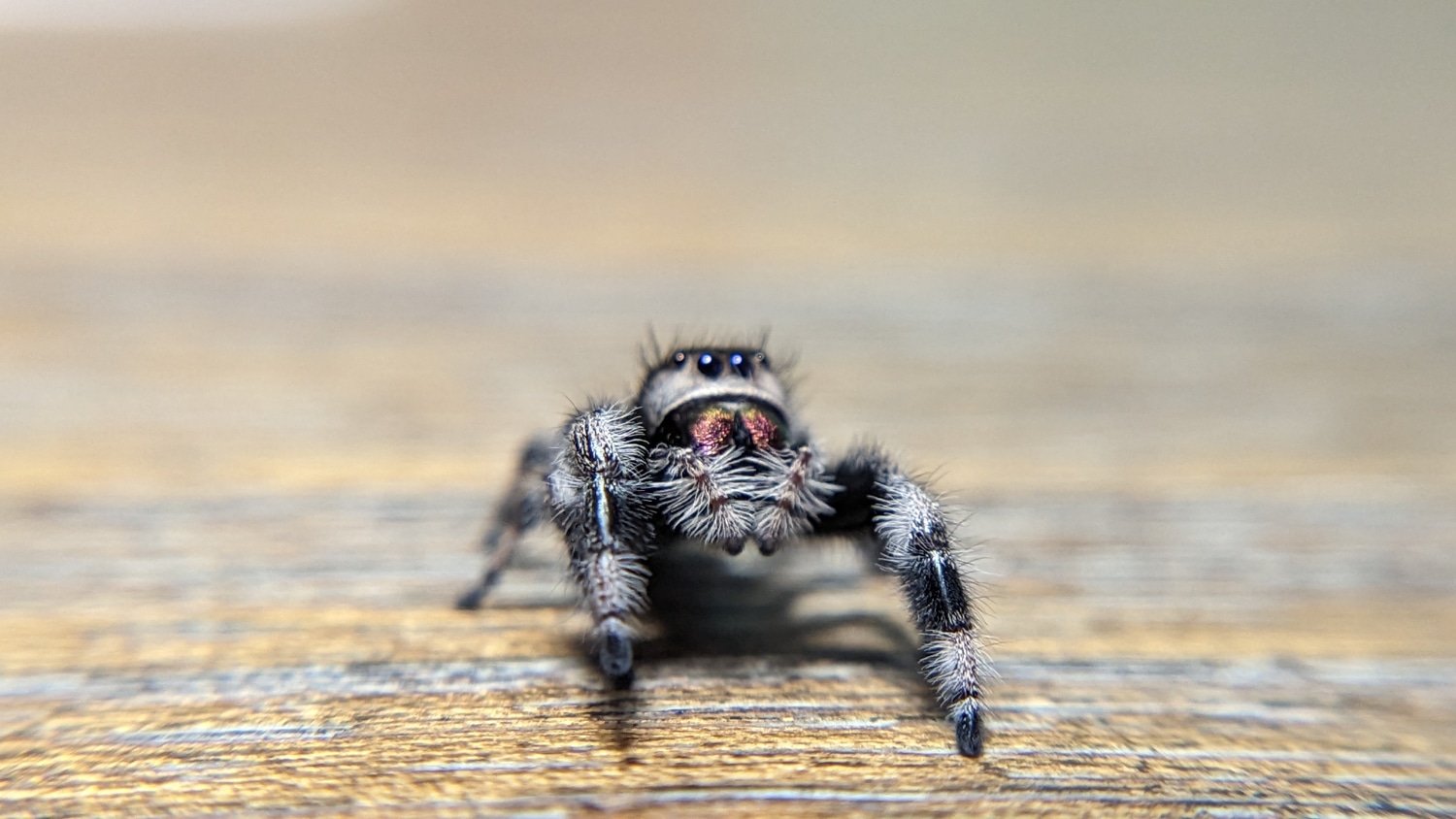 Regius Female Jumping Spider True Spider by Itsy Little Things ...