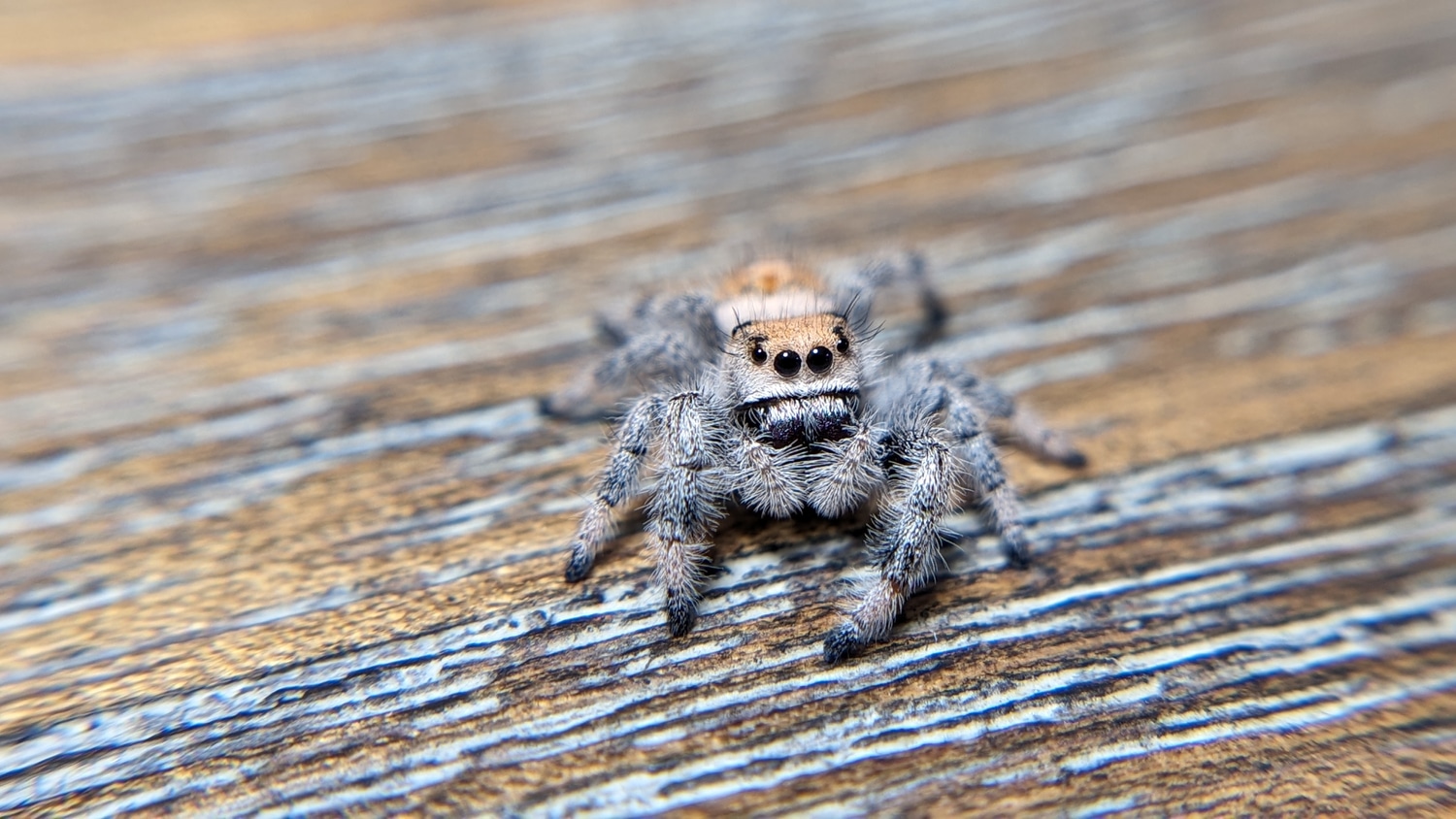 Regius Female Jumping Spider True Spider by Itsy Little Things ...