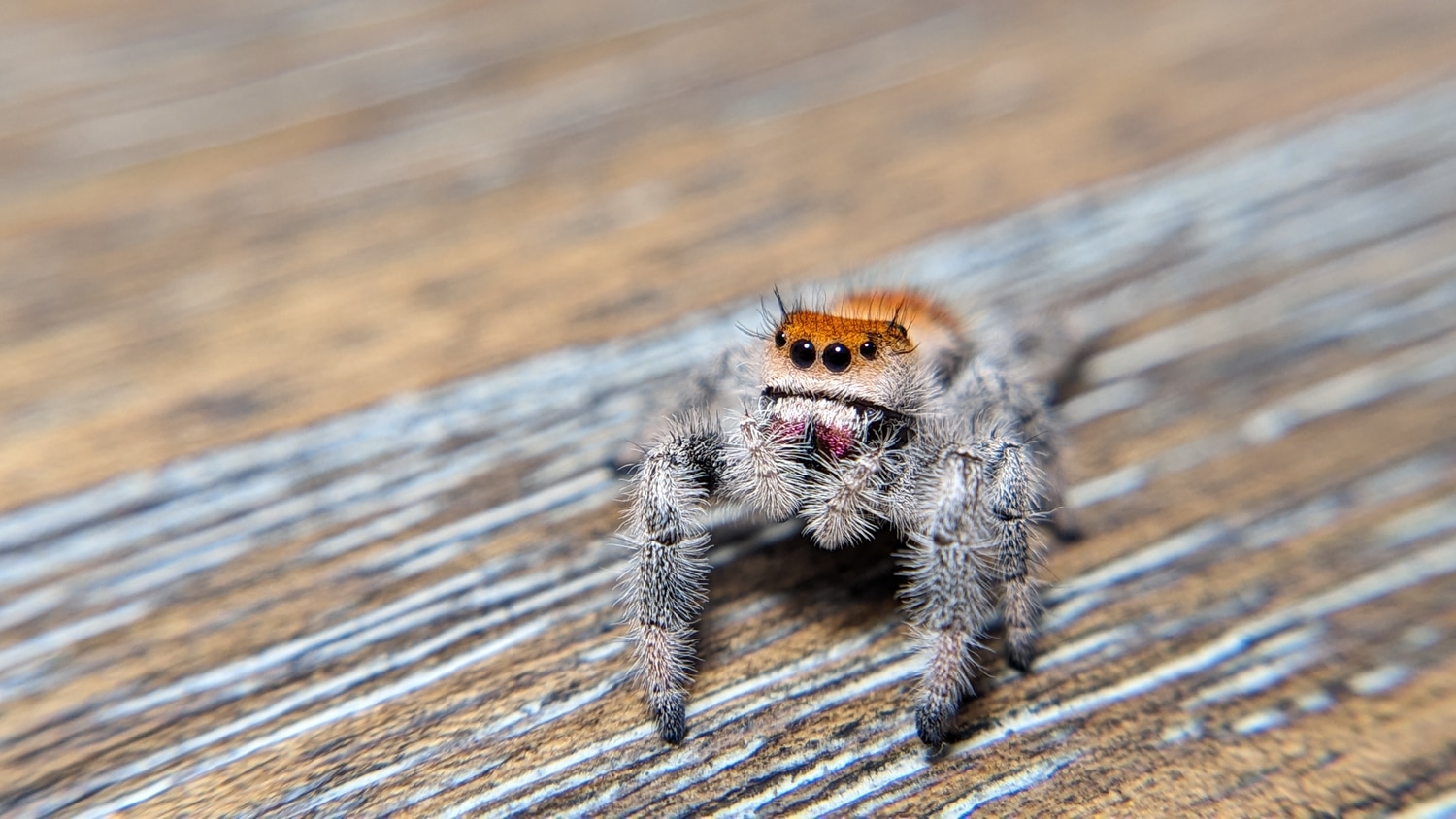 Regius Female Jumping Spider True Spider by Itsy Little Things ...