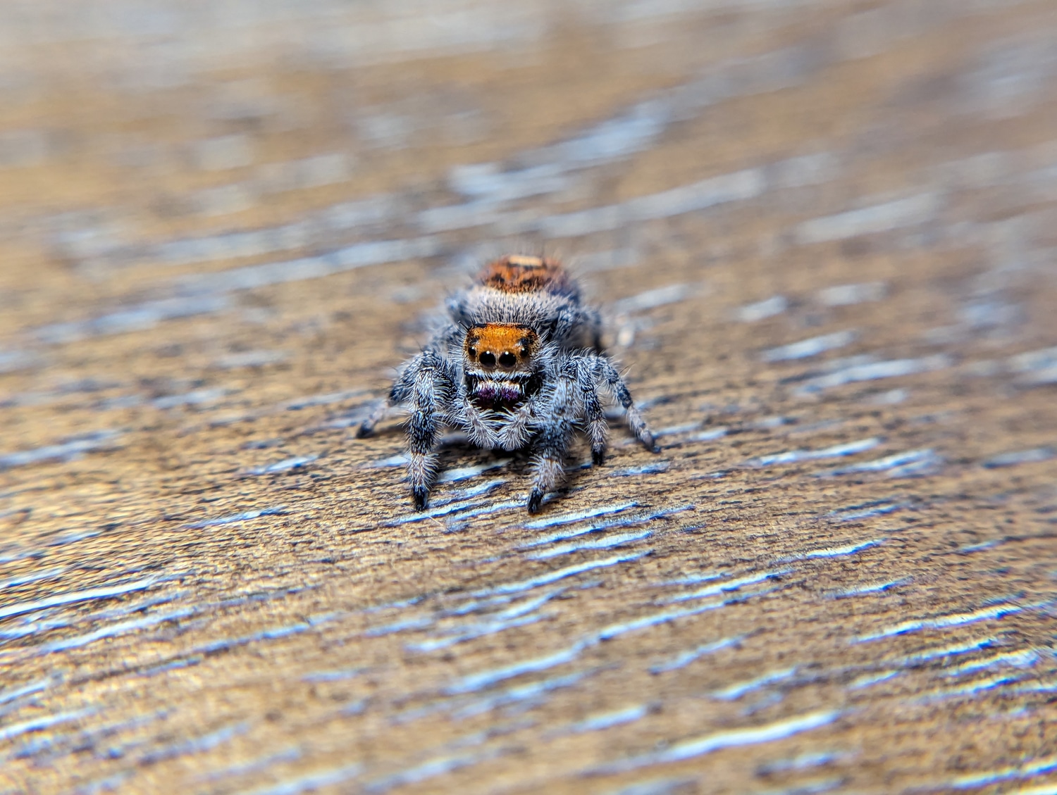 Regius Female Jumping Spider by Itsy Little Things - MorphMarket