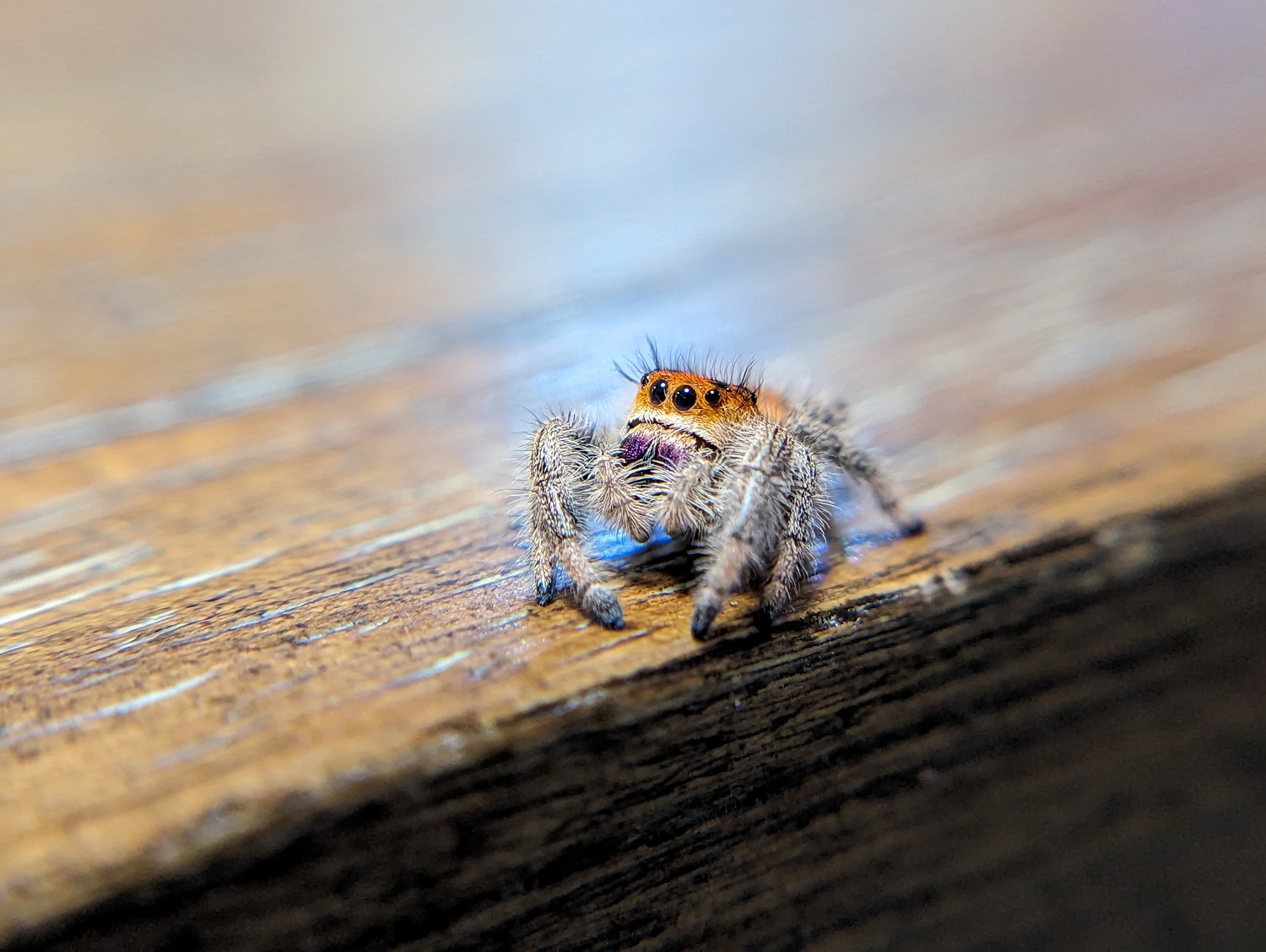 Regius Female True Spider by Itsy Little Things - MorphMarket