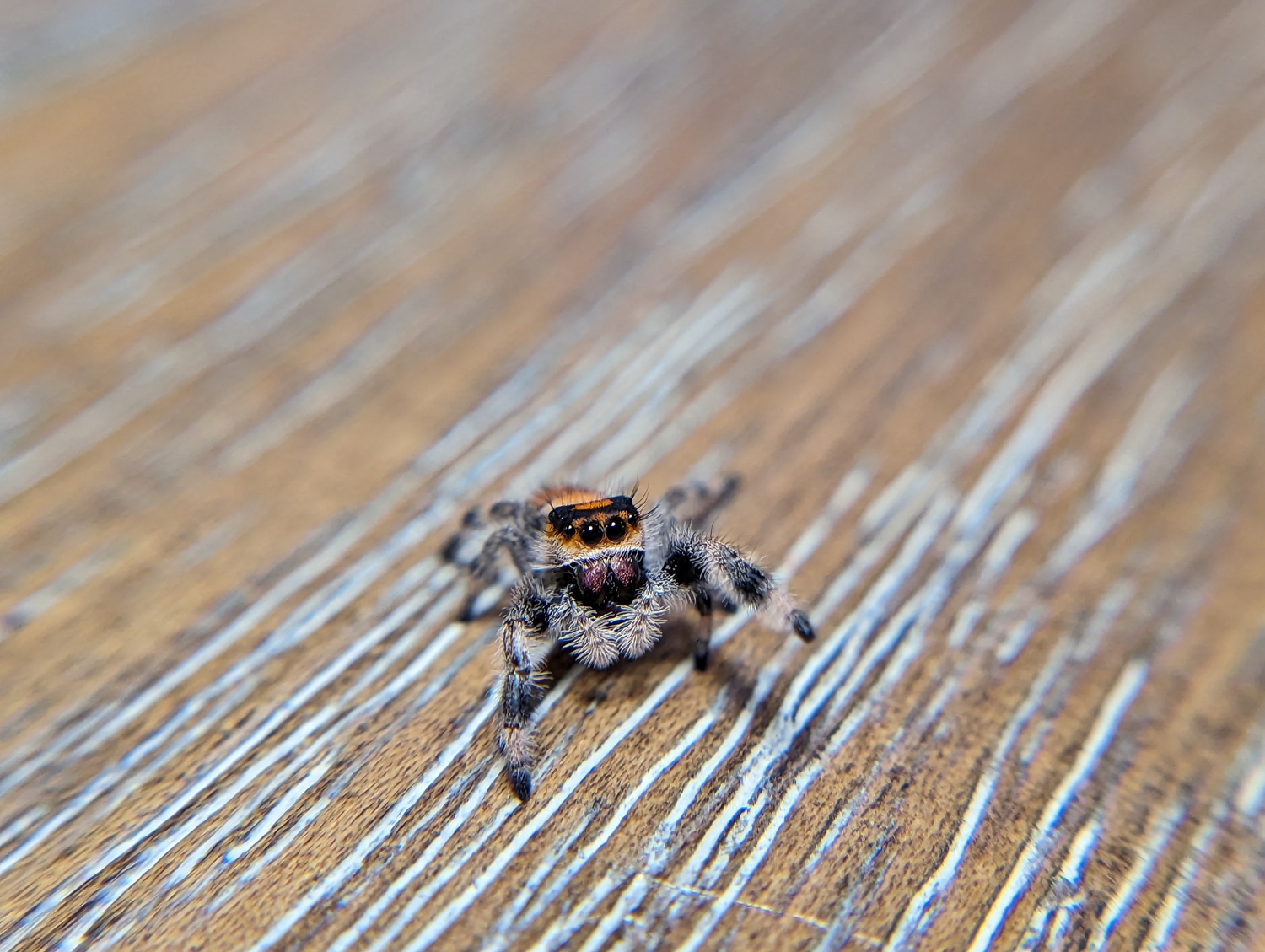 Regius Female Jumping Spider True Spider by Itsy Little Things ...
