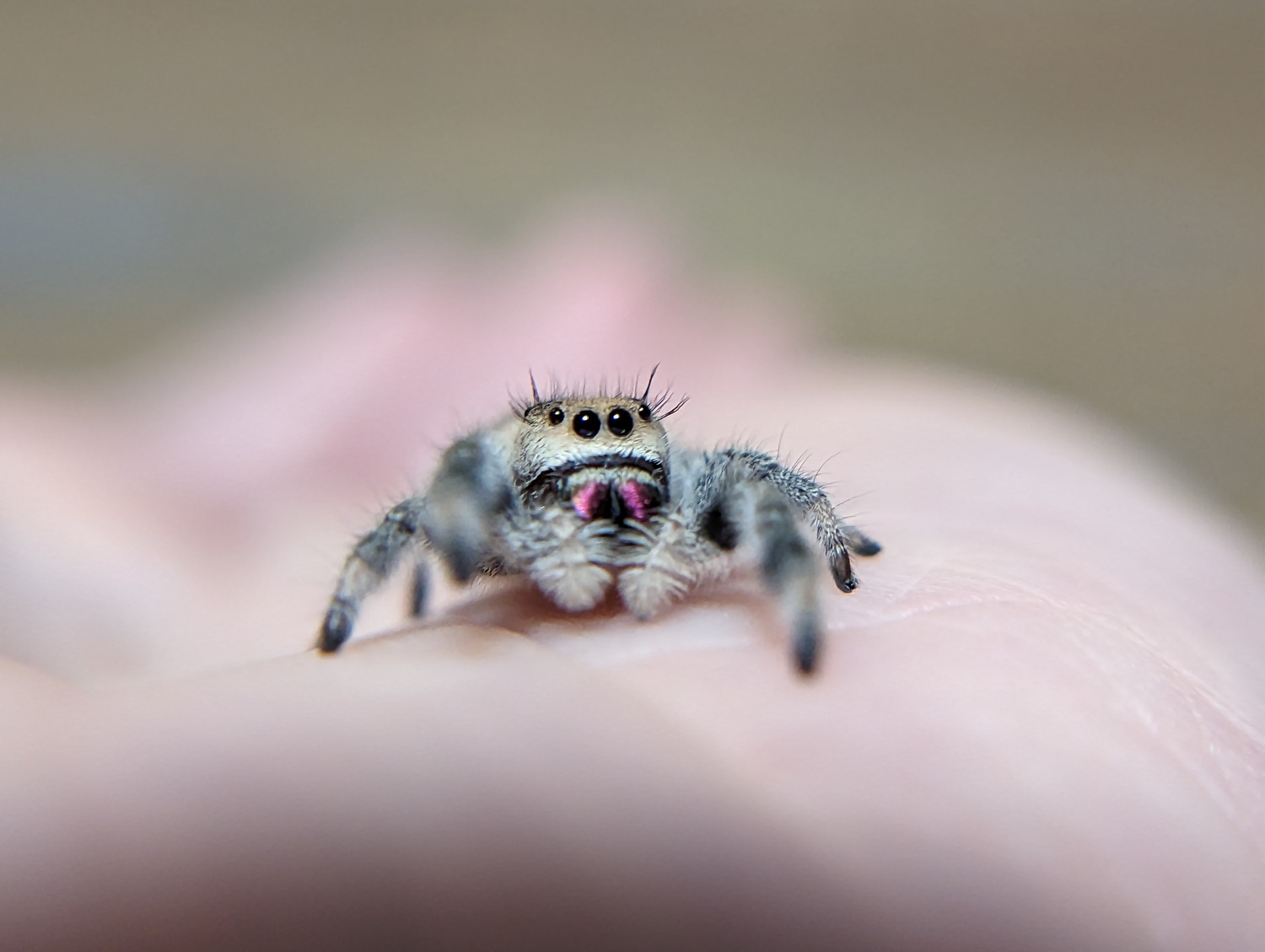 Regius Female Jumping Spider True Spider by Itsy Little Things ...