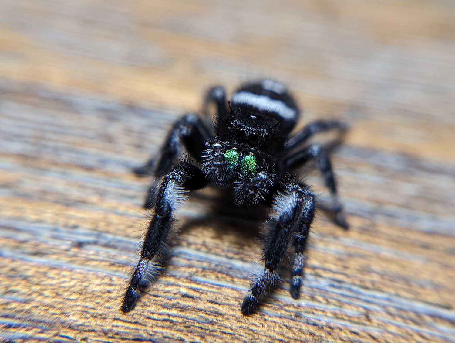 Regius Male Jumping Spider by Itsy Little Things - MorphMarket
