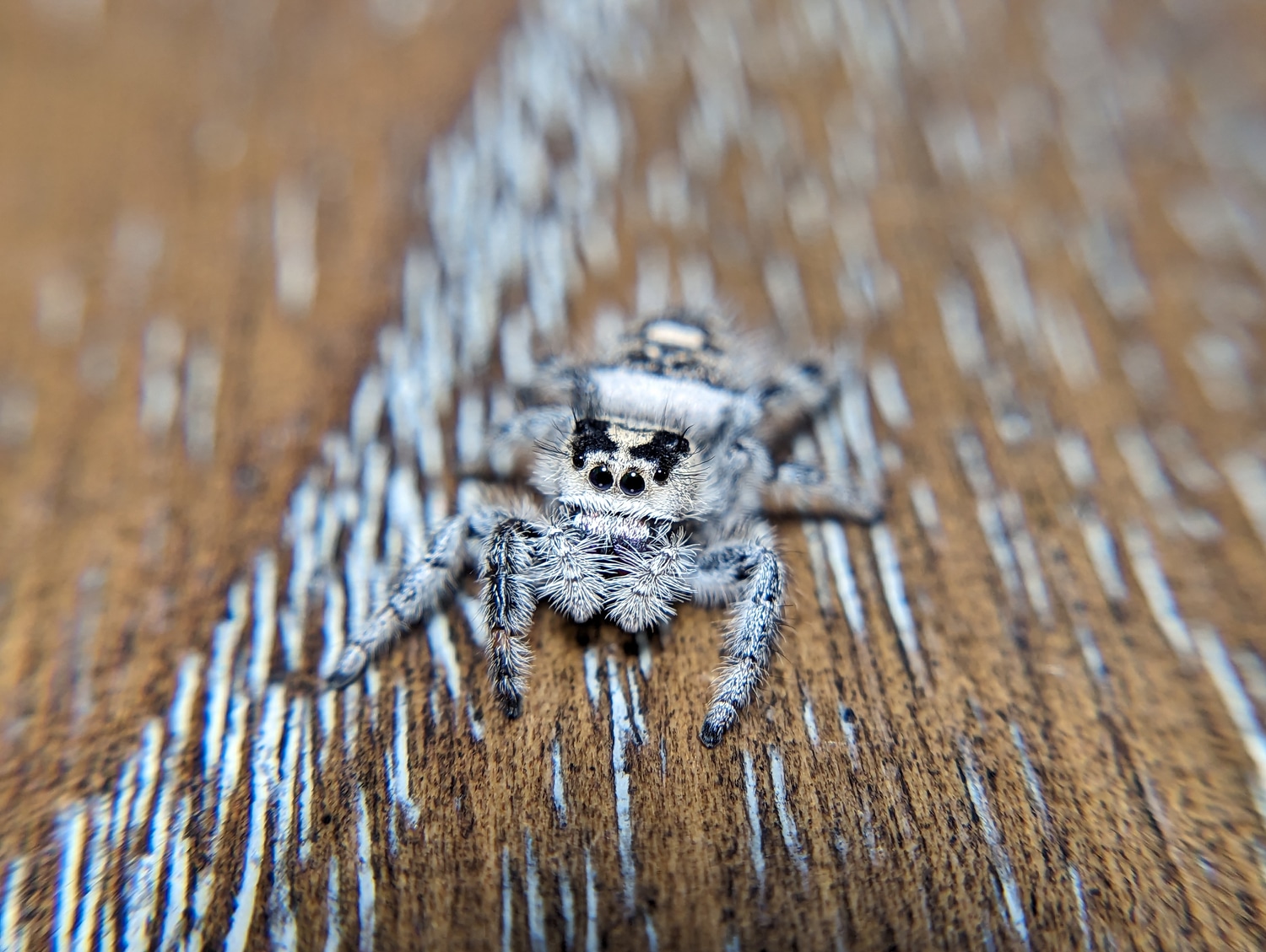 Regius Female Jumping Spider by Itsy Little Things - MorphMarket