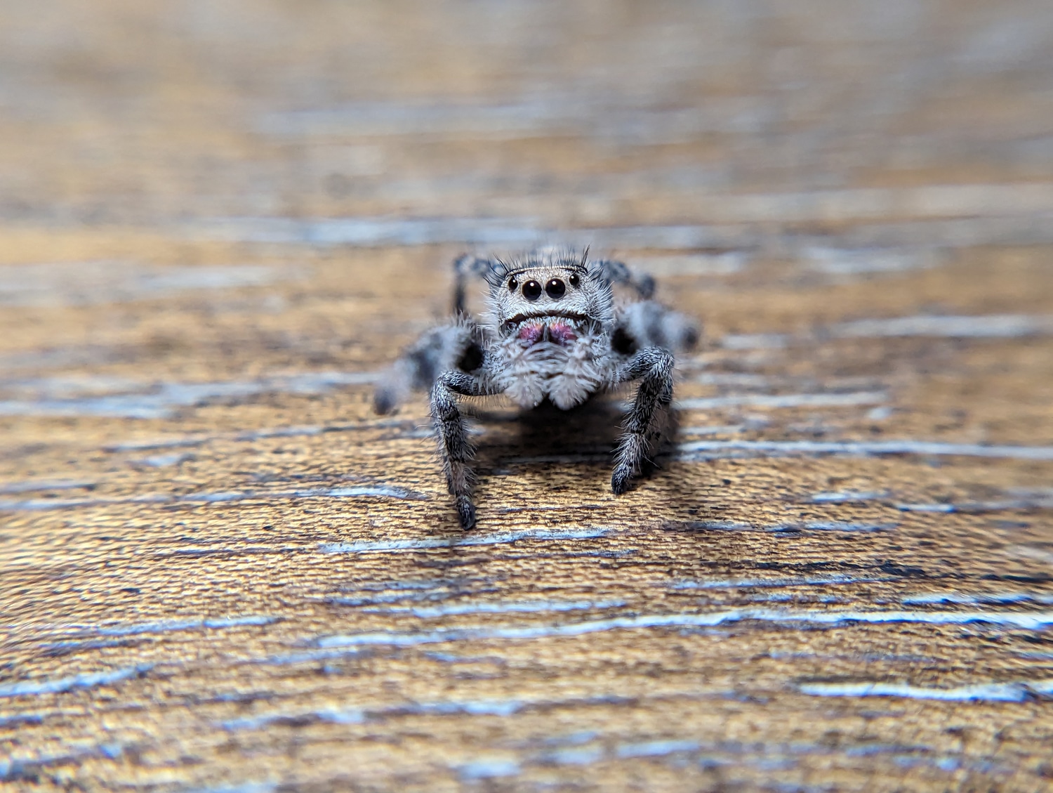 Regius Female Jumping Spider by Itsy Little Things - MorphMarket