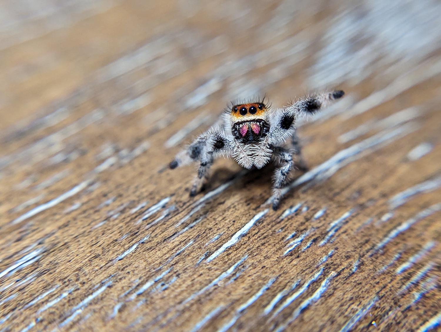 Regius Female Jumping Spider by Itsy Little Things - MorphMarket