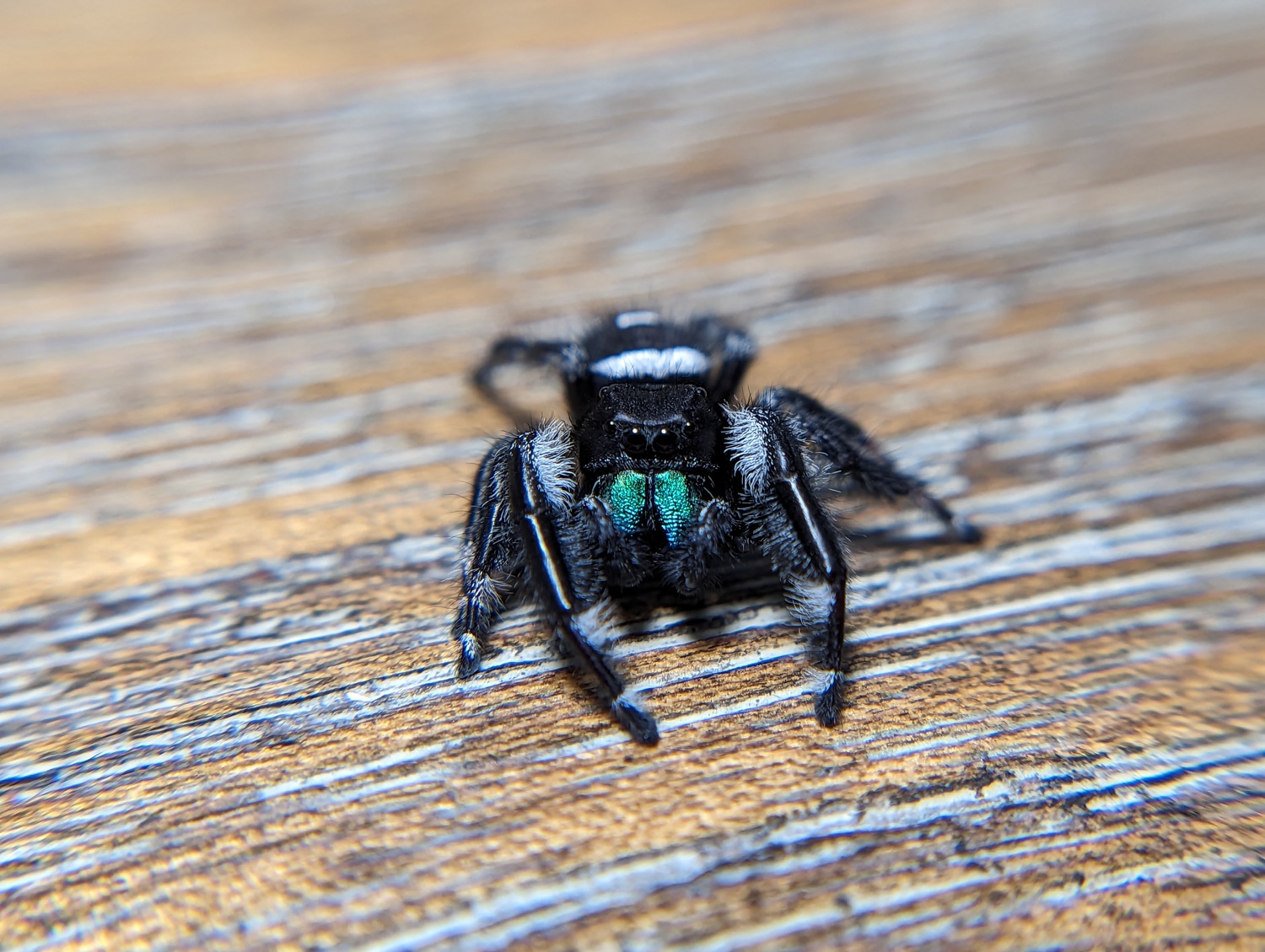 Regius Male Jumping Spider by Itsy Little Things - MorphMarket