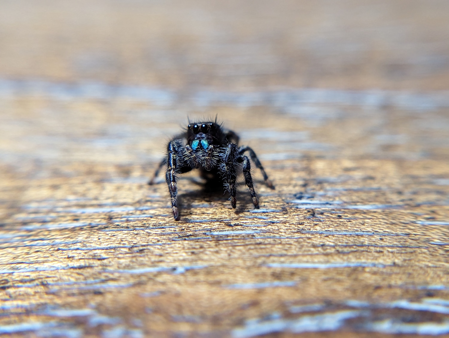 Audax / Bold Jumping Spider by Itsy Little Things - MorphMarket