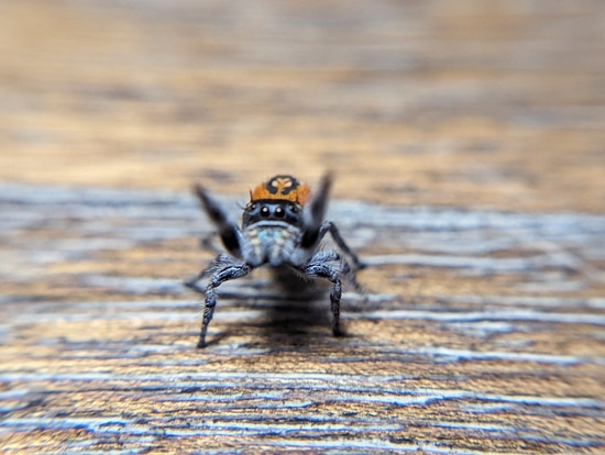 Morpheus Jumping Spider by Itsy Little Things