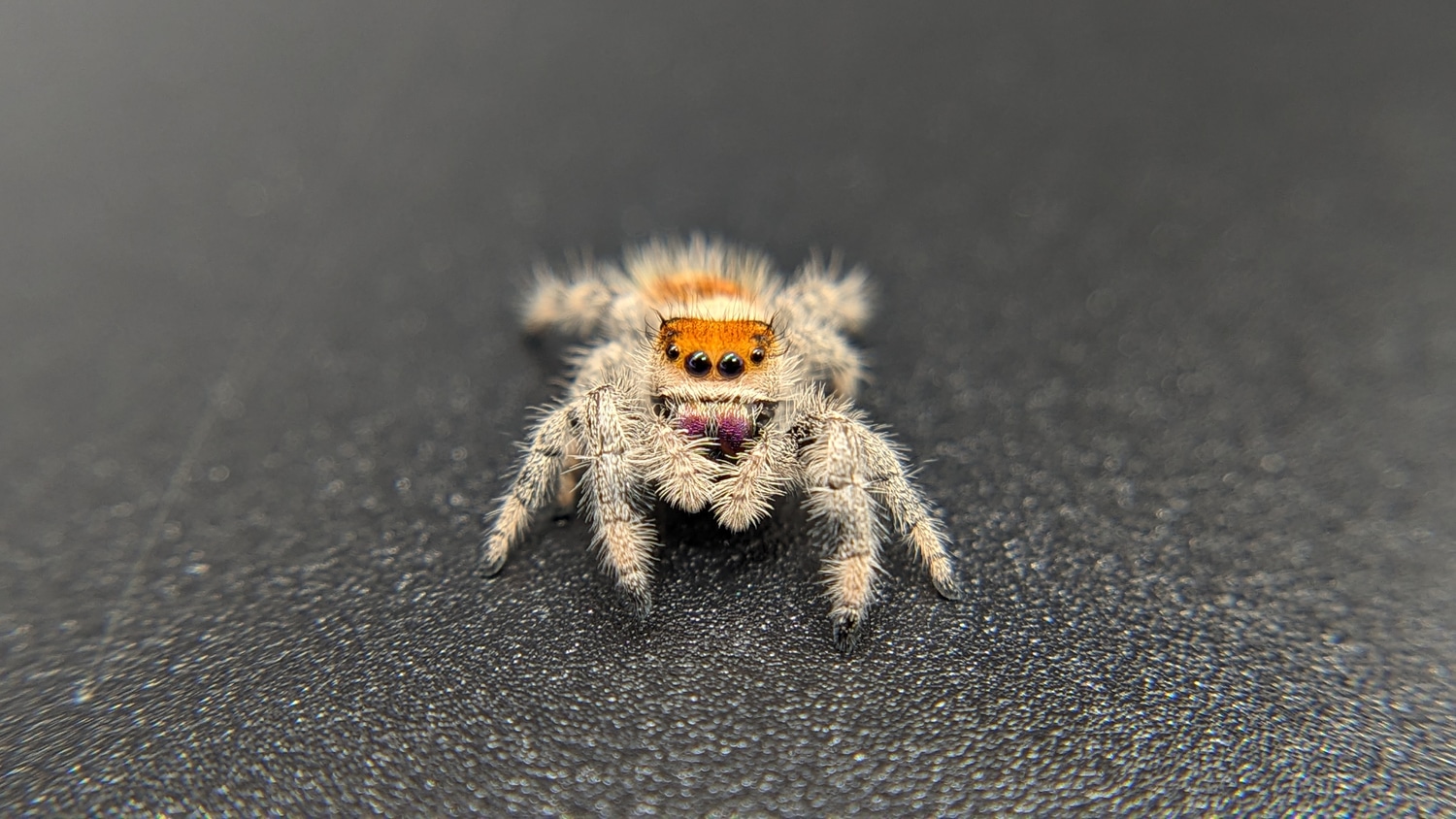 Regius Female Jumping Spider by Itsy Little Things - MorphMarket