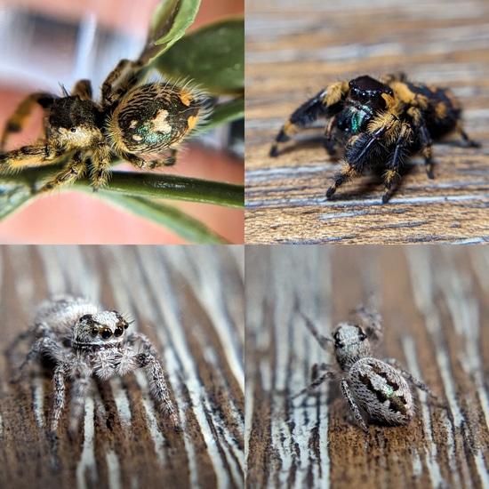 FL Variant Phidippus Otiosus Jumping Spider by Itsy Little Things