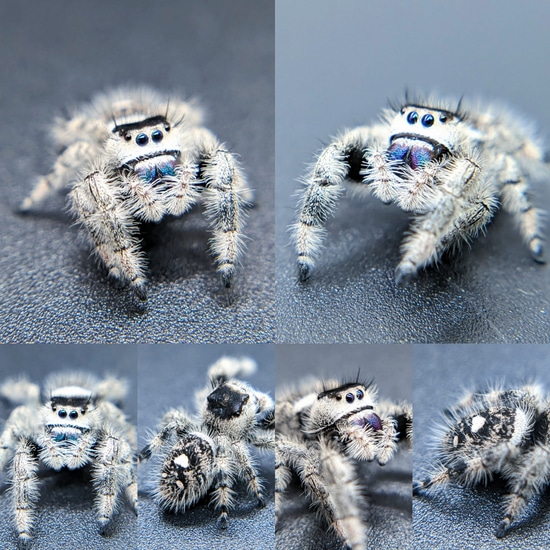 White/light Phase Females Phidippus Regius Regal Jumping Spider by Itsy ...