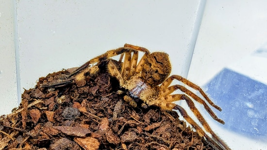 Barylestis Occidentalis Hunstman - Cameroon Crab Spider Other Spider by ...