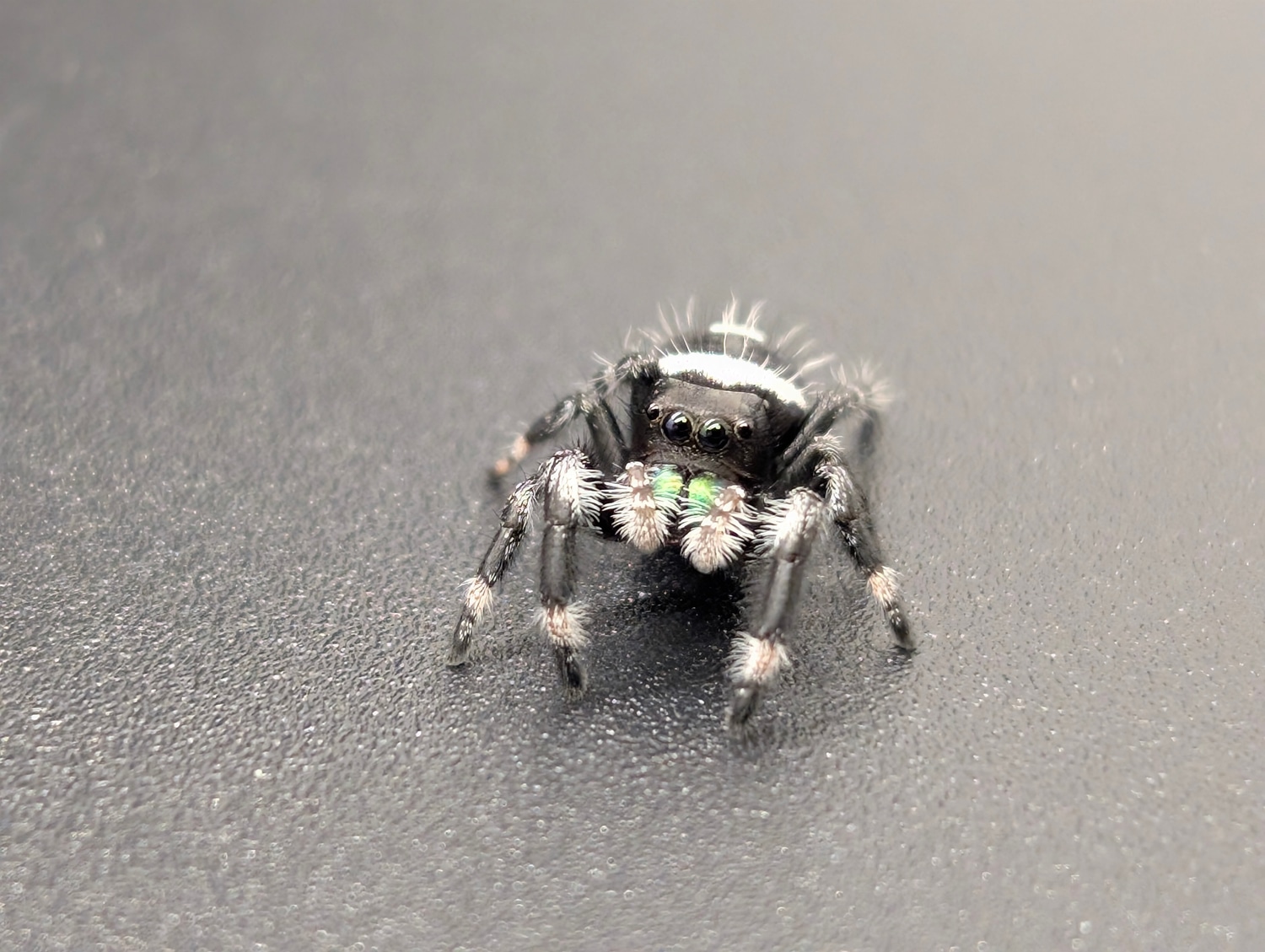 Regius Male Jumping Spider