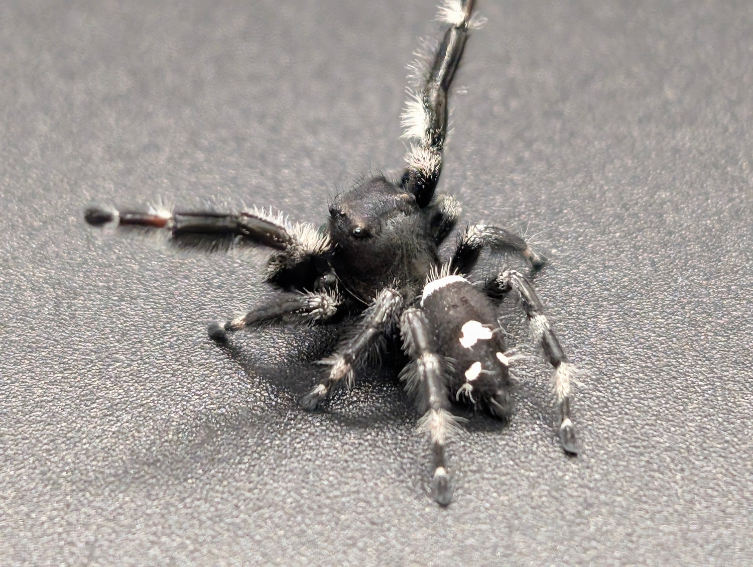 Regius Male Jumping Spider