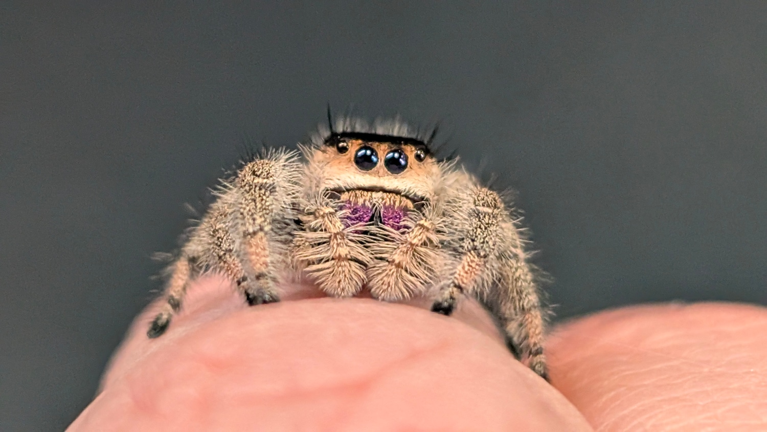 Regius Female Jumping Spider