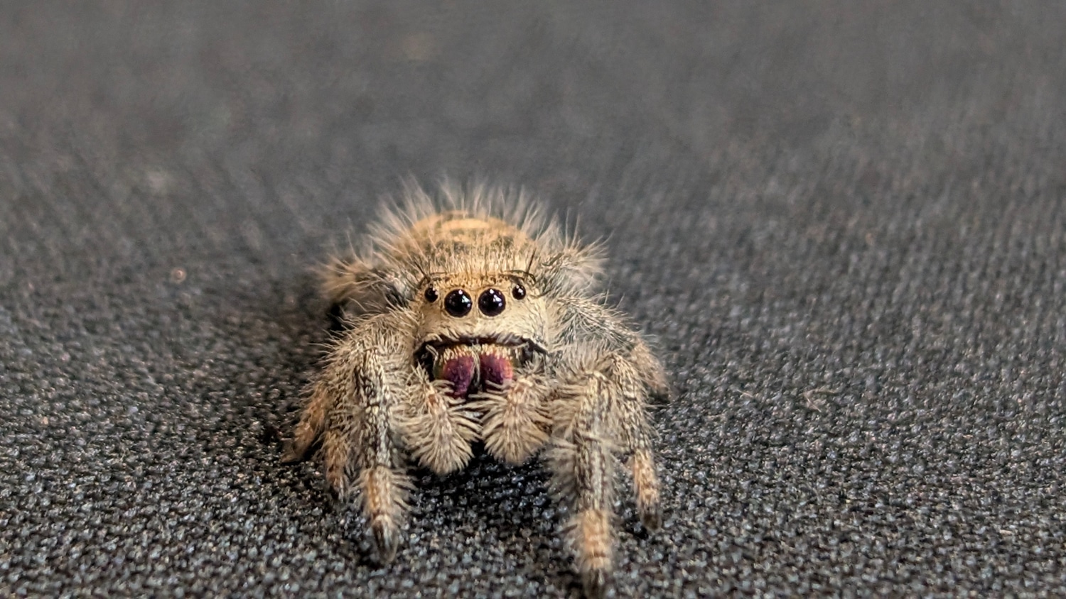 Regius Female Jumping Spider