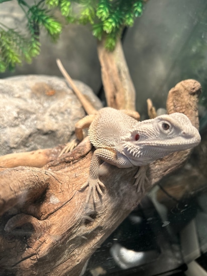 Zero Central Bearded Dragon by Savage reptile exotics