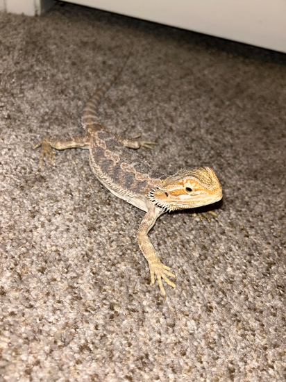 Blue Bar Central Bearded Dragon by Savage reptile exotics