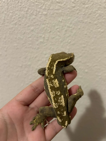 Brindle Green Base Crested Gecko by Savage reptile exotics