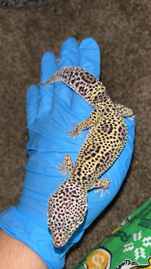 Purple Lavender Leopard Gecko by Savage reptile exotics