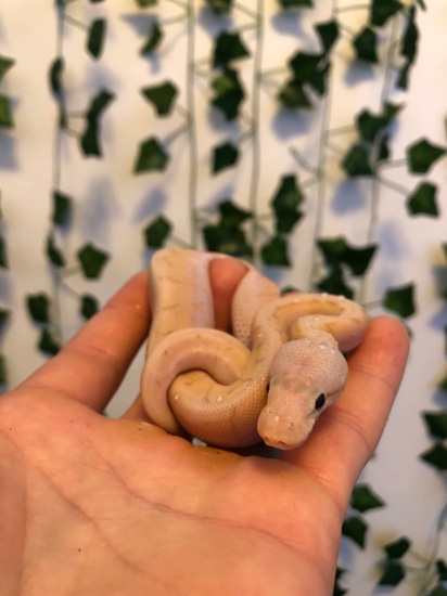 Rainbow Banana Ball Python by ECHELORA