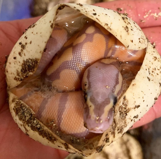 Queen Of Hearts” Banana Ball Python by ECHELORA