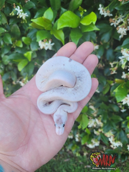 GHI Grey Matter Ball Python by Hernandez Reptiles